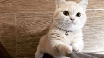 会撒娇的猫猫,这么可爱,你不来看看嘛。