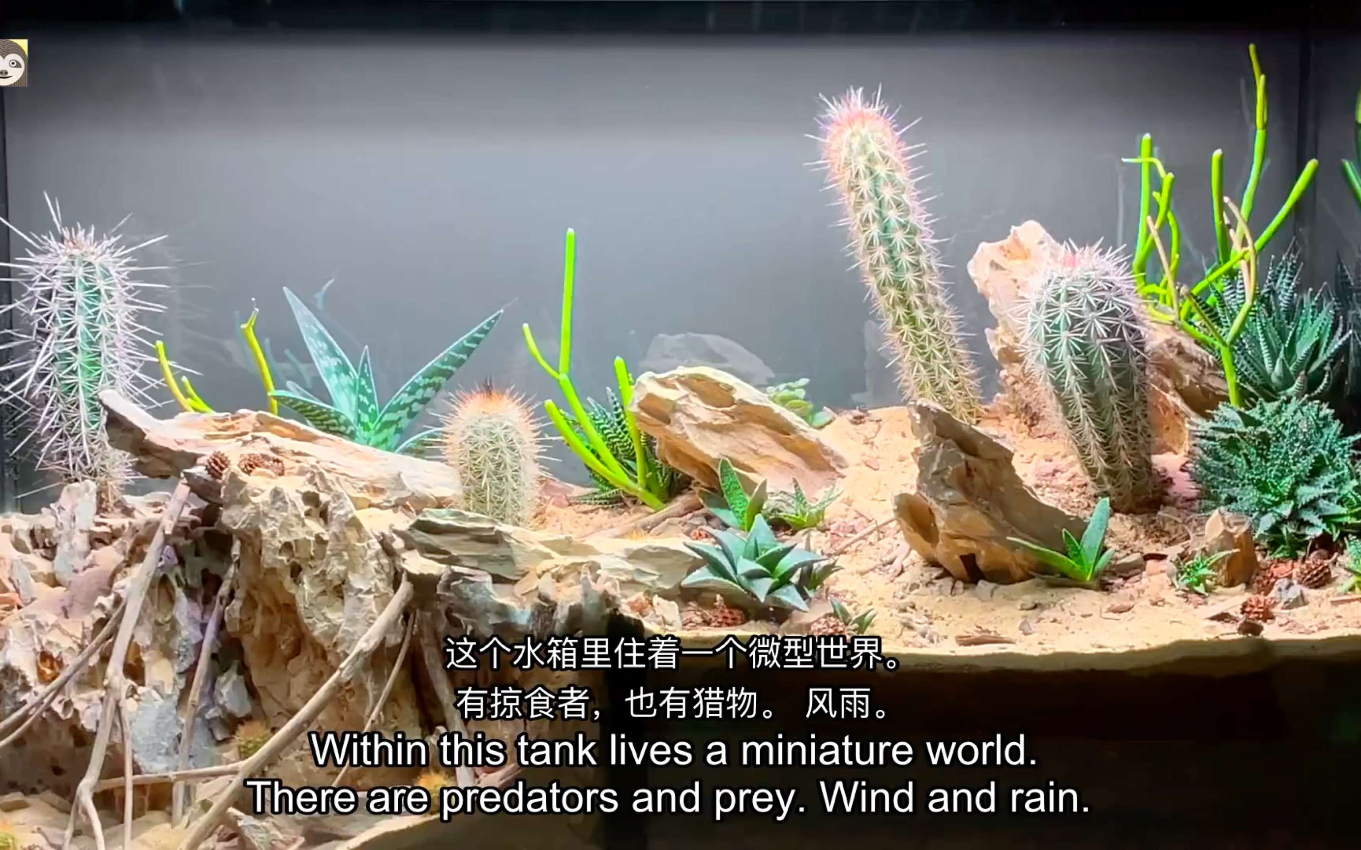 微型沙漠生态系统的一百天