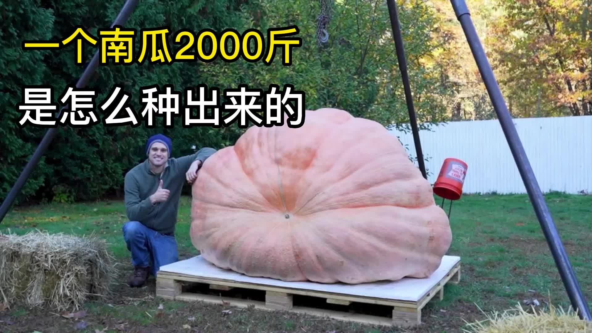 巨型南瓜种植技术