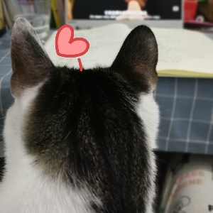 米饭馒头大包子杀手 