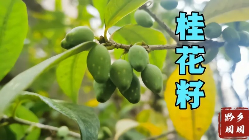 桂花结的果实,中药房叫桂子,了解一下它的具体作用