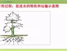 【生物大师】初中生物微课教学视频第38集:蒸腾作用