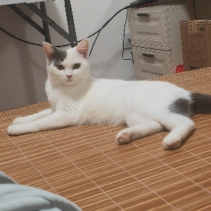 在干哈猫 