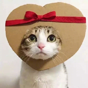 我偷了你家的猫 