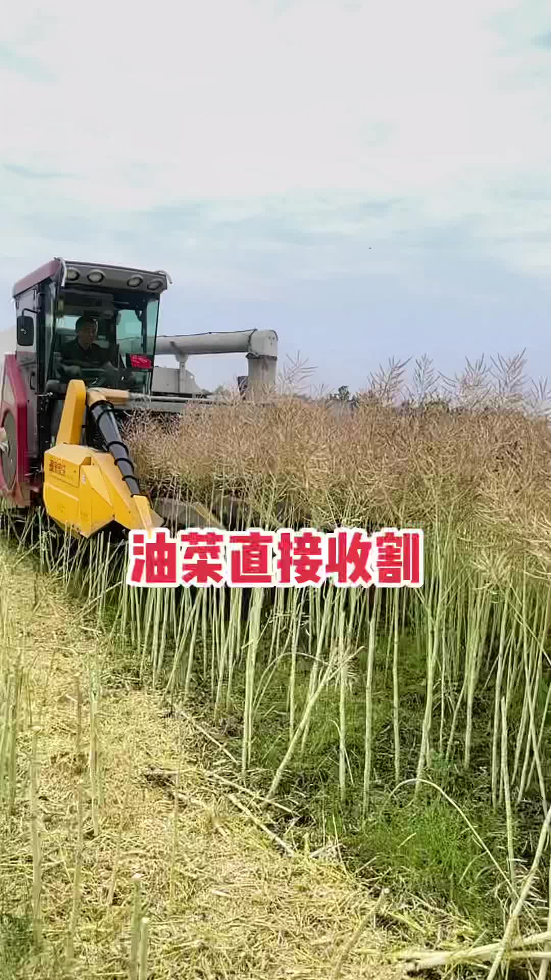 油菜直接收割#农业机械 #收割机 #现代农业机械 #田间地头 库存视频...