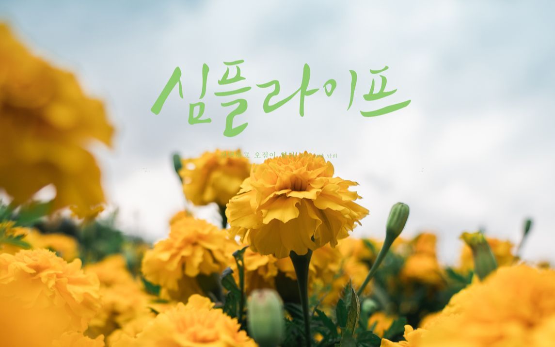 公园里的花应该怎么拍-分享拍摄经验及海报制作