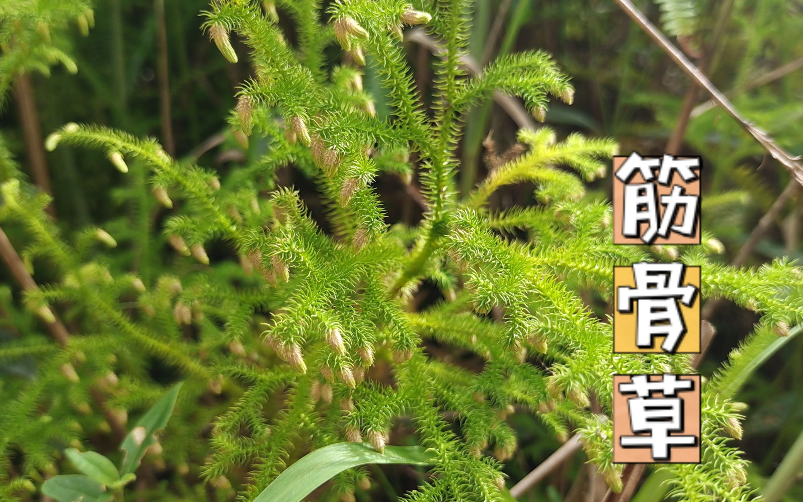 农村不起眼的“伸筋草”,在生活中作用强大,可惜很多人还不知道