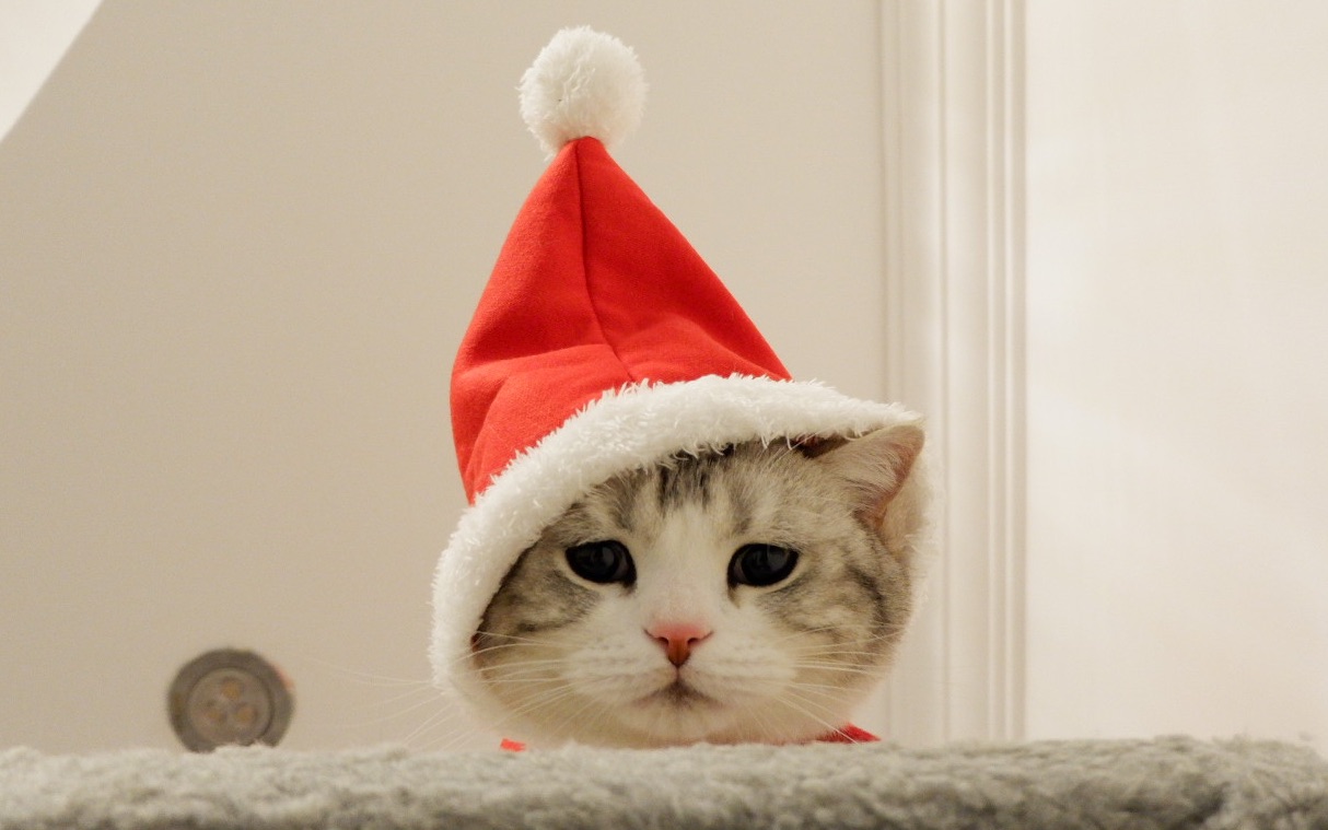 你敢相信?!这竟然是同一只小猫咪!我的表情包猫咪竟然活了～