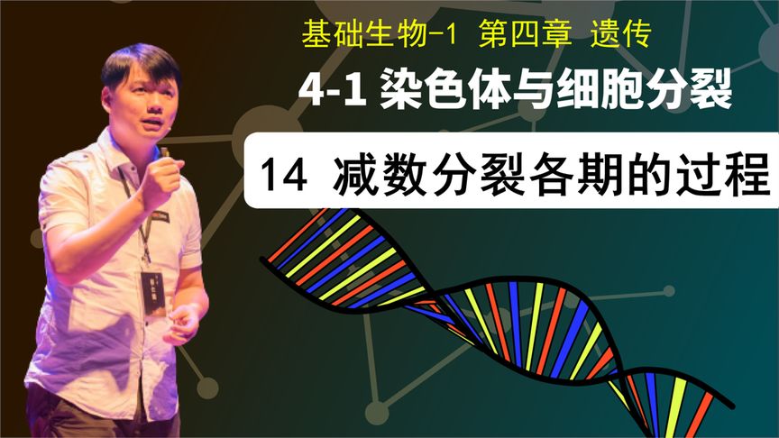 基础生物学4-1.14 减数分裂各期的过程