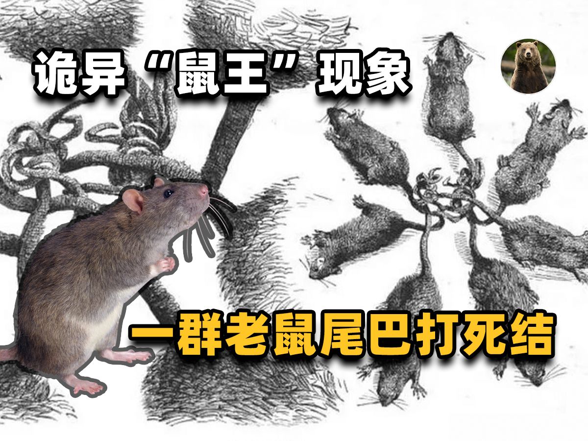 无法解释的“鼠王”:几十只老鼠尾巴打死结,吓翻无数外国人!