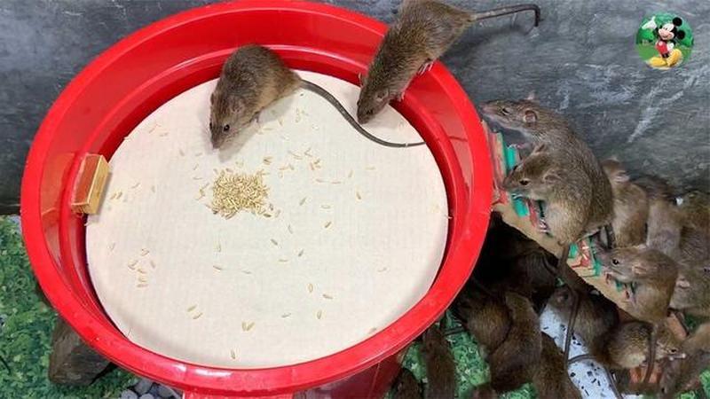 用塑料桶捕老鼠的最有效方法