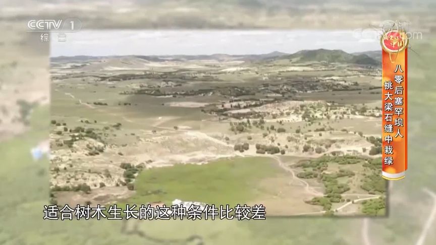 石缝中栽种绿树!八零后塞罕坝人不要塞罕坝有一块空地,创出奇迹
