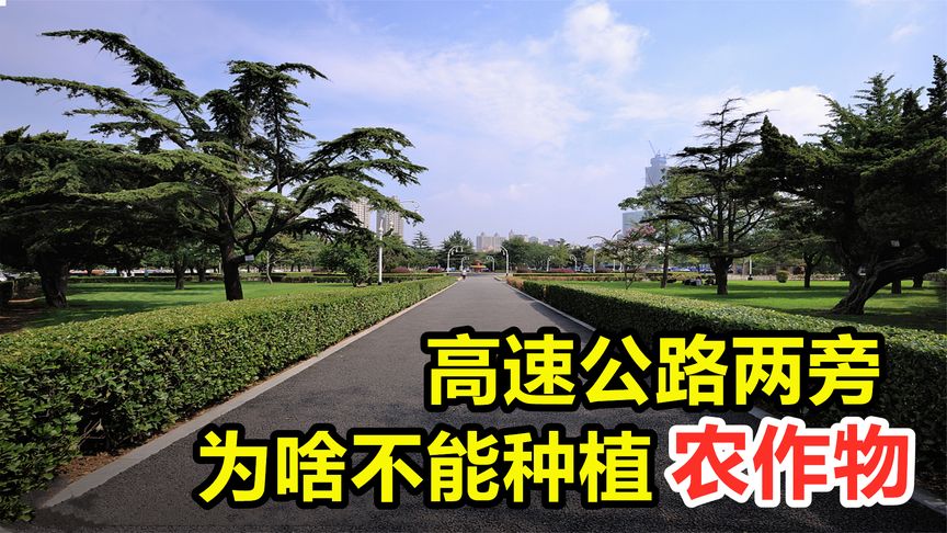 道路两旁种植绿化带有什么用?同样作用下,为啥不能种农作物呢?