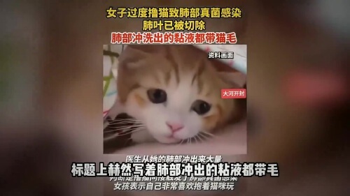 吸猫本是乐趣,无奈却让肺部遭殃,猫毛究竟有多强?