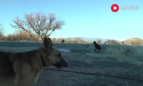 牧羊犬杜宾完全可以咬死狼,别太低估狗保护主人财产时的勇猛无畏