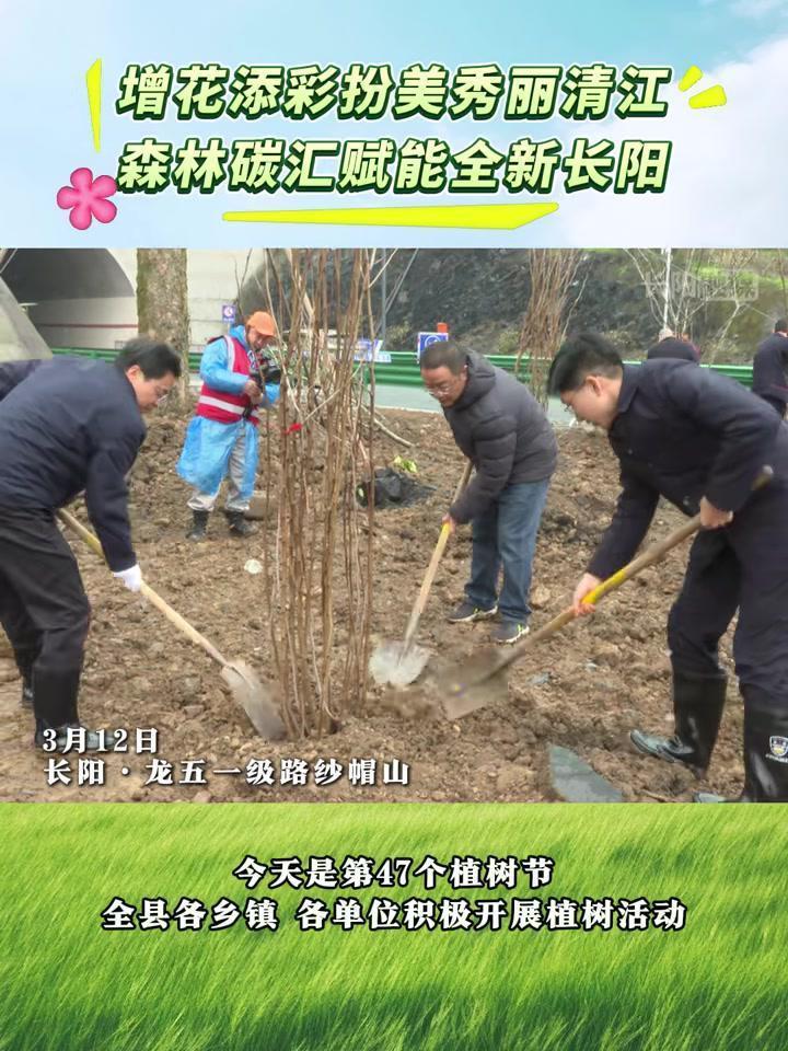 增花添彩扮美秀丽清江,森林碳汇赋能全新长阳。#长阳#宜昌#植树节