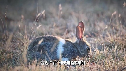 用心去探索,发现生命中那些被忽视的动物真相