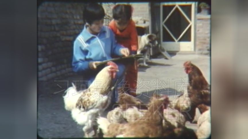 80年代流行的神童教育,小画家画鸡画出国际大奖!