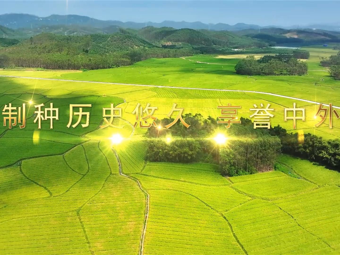 粮满安天下,粒粒种子情!8分钟带你了解博白县杂交水稻制种的辉煌