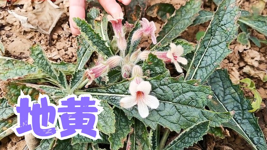 野生的地黄煮水,好多人不知道它有那么高的价值,今天总算明白了