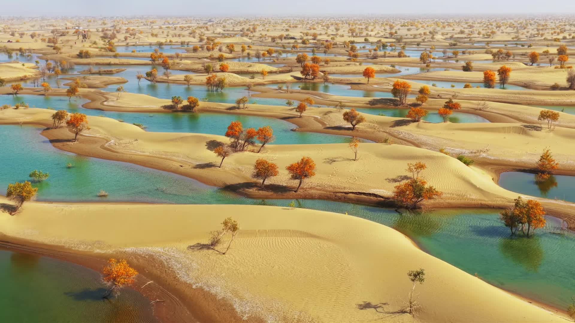 新疆又发现一处绝美景点——和田翡翠湖#旅游 #水中胡杨#翡翠湖中的...