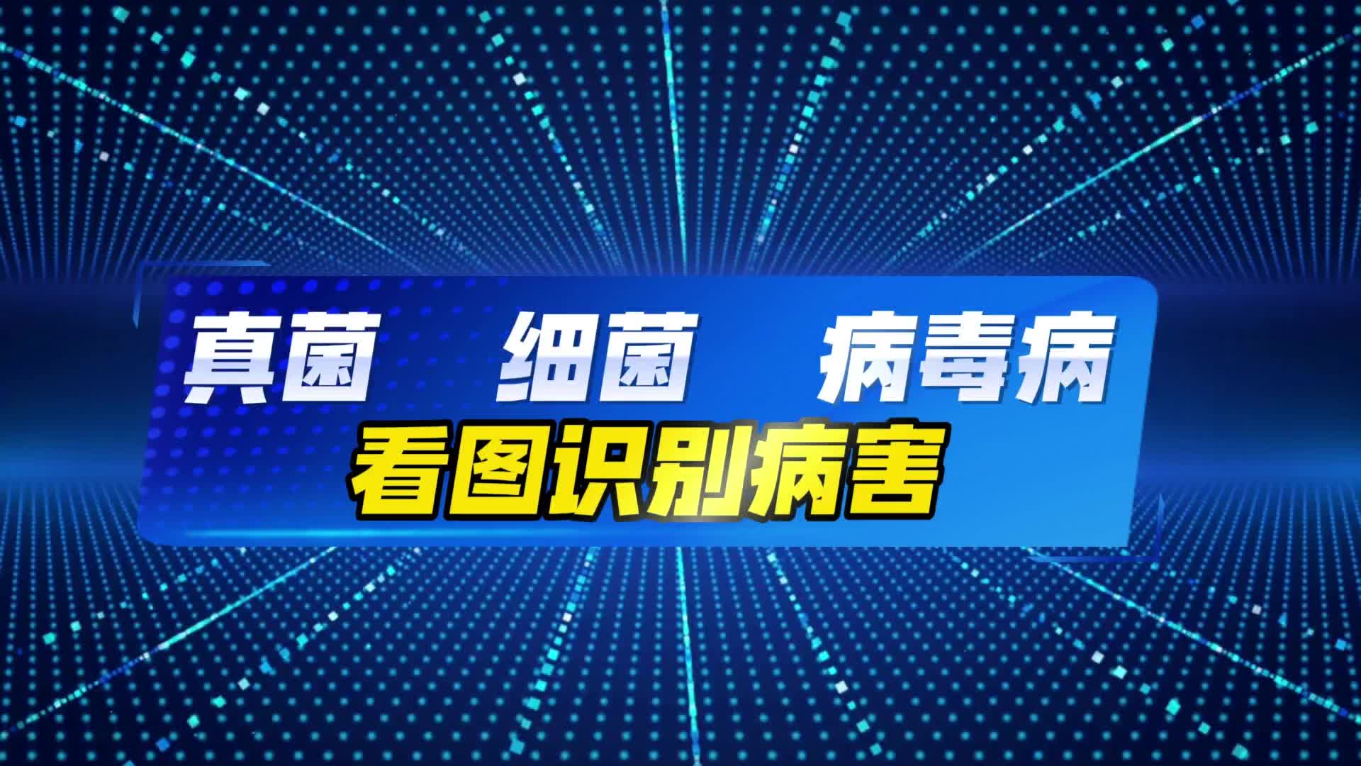 真菌细菌病毒病,看图识别病害#真菌细菌病毒病#抖音助农扶农 #抖音...