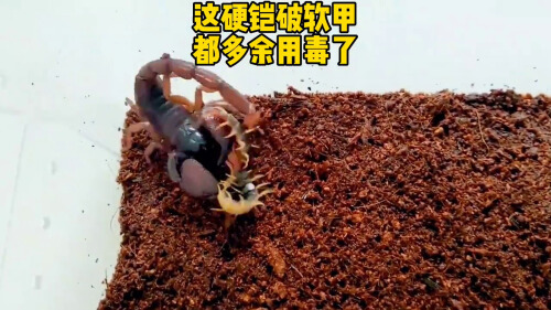 这硬铠破软甲,都多余用毒了
