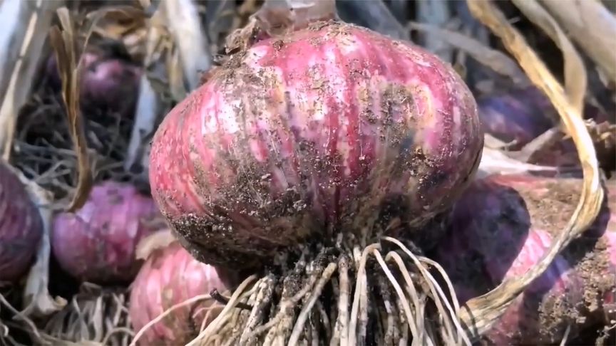 疫情之下在家种菜自给自足,用水诱发根后种大蒜,简单快速还健康