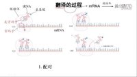 高中生物微课:遗传信息的翻译过程