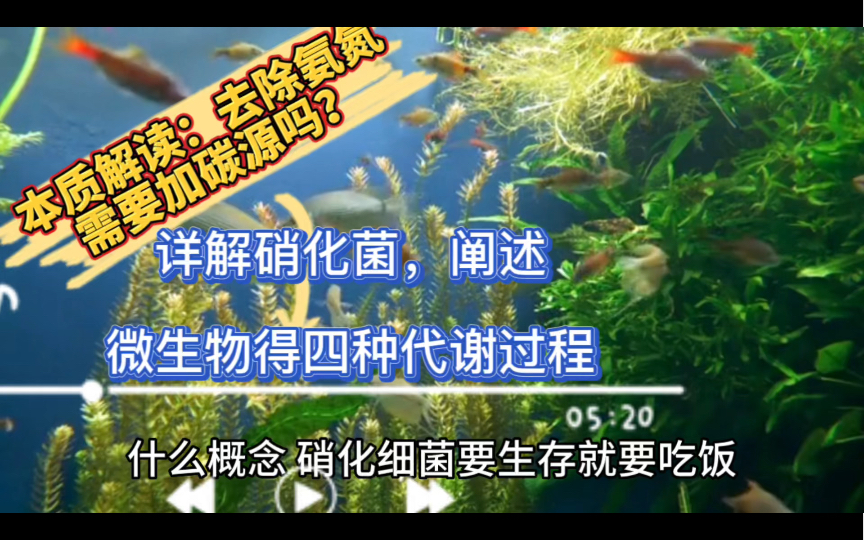 降解氨氮真的需要加碳源吗?看完视频自己就会判断!