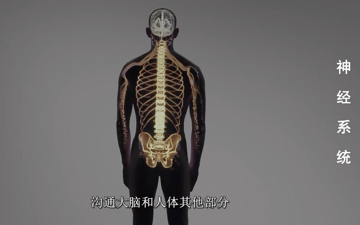 神经 | 大脑 | 反应