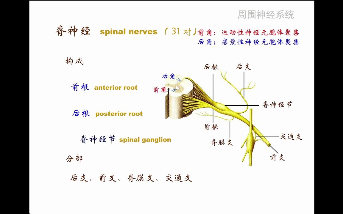人体解剖学课堂——脊神经,超详细完全解读