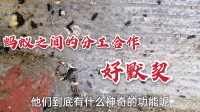 蚂蚁之间分工合作太默契了,它们之间有语言沟通吗?