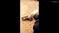 斗狗疯狂撕咬 土狗斗狗打斗视频