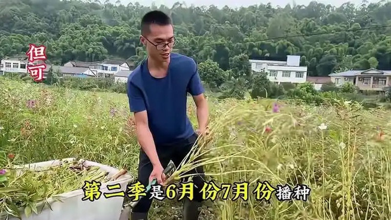 指甲花尽然是2种中药材,但可分享指甲花种植的优点和难点