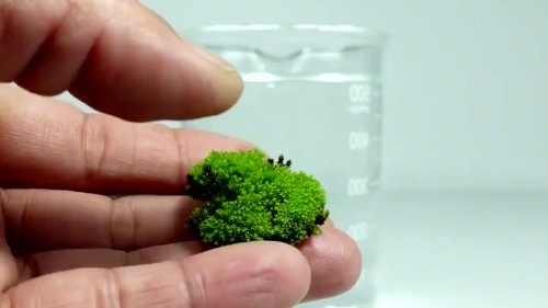 用苔藓验证光合作用过程,有趣科学小实验!