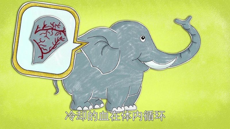 动物大百科,了解狮子、大鲵、大象的各种特征!
