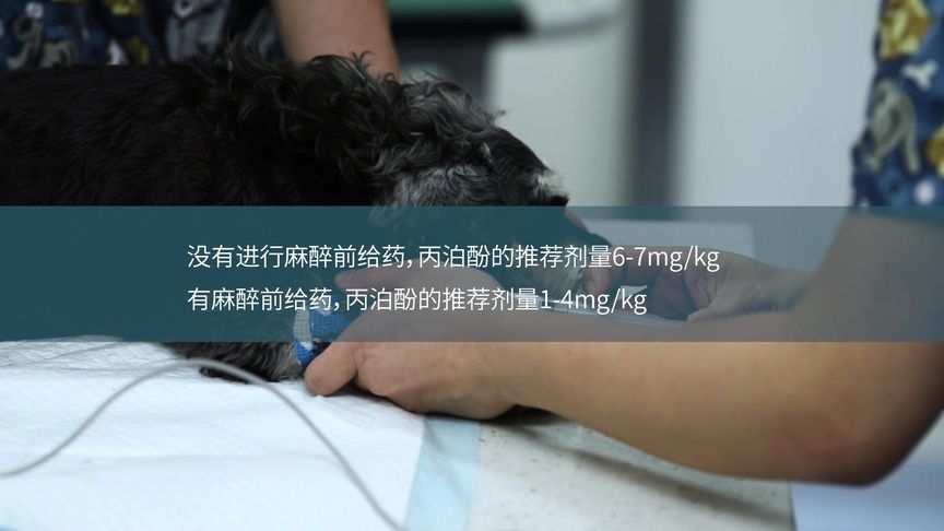 【动物麻醉机操作指南第七弹】如何判断最佳插管时机?