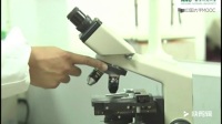 光学显微镜的使用