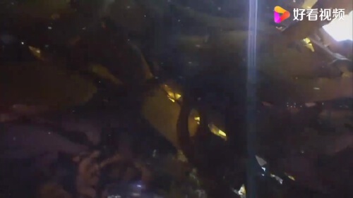 海藻林是一个,极其复杂的生态系统,与陆地上的森林相似