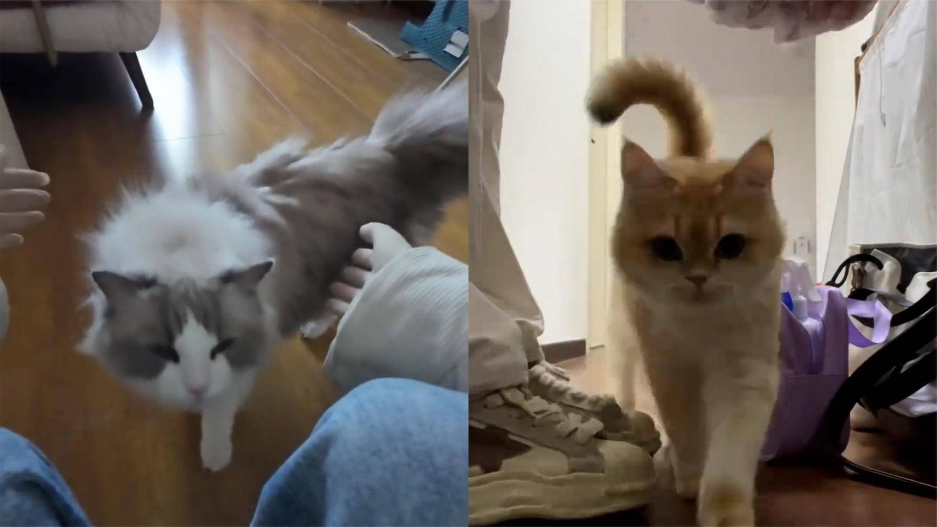 浙江一女子兼职"上门喂猫",最多的时候两周赚了近7500元