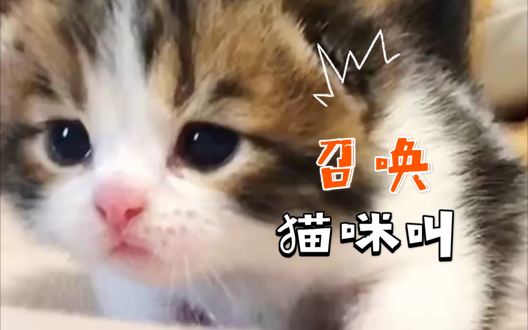 听说这个声音可以召唤你家的猫咪!