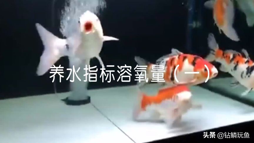 养水指标之溶氧量(一)