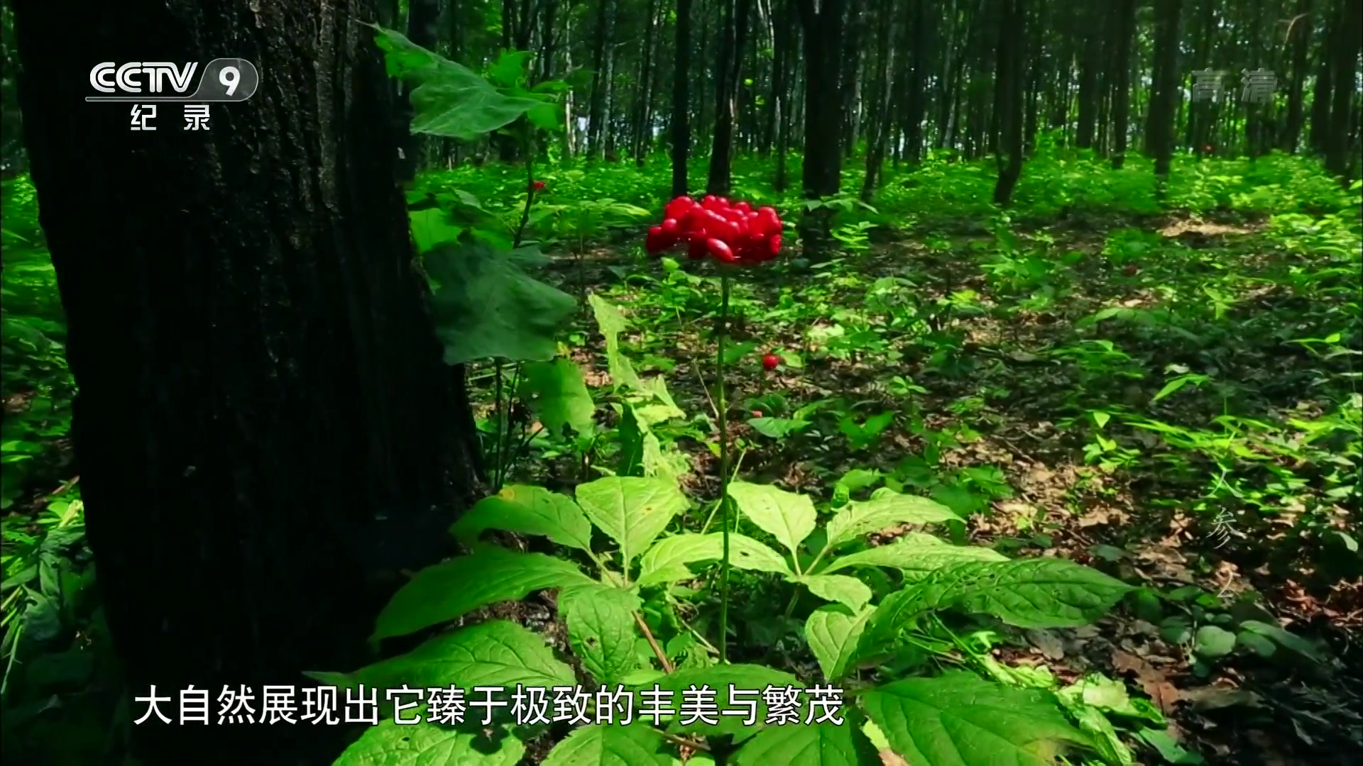 【CCTV纪录片】人参(五集)【720p】【中文字幕】