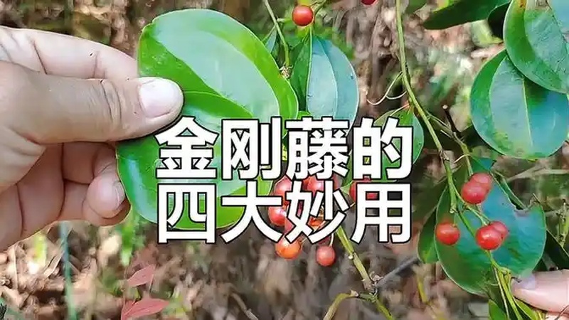 金刚藤全身是宝,四种神奇用途你都知道吗?