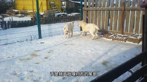 中亚牧羊犬的武术训练大戏竟成笑话,这狗打架的剧情太搞笑了