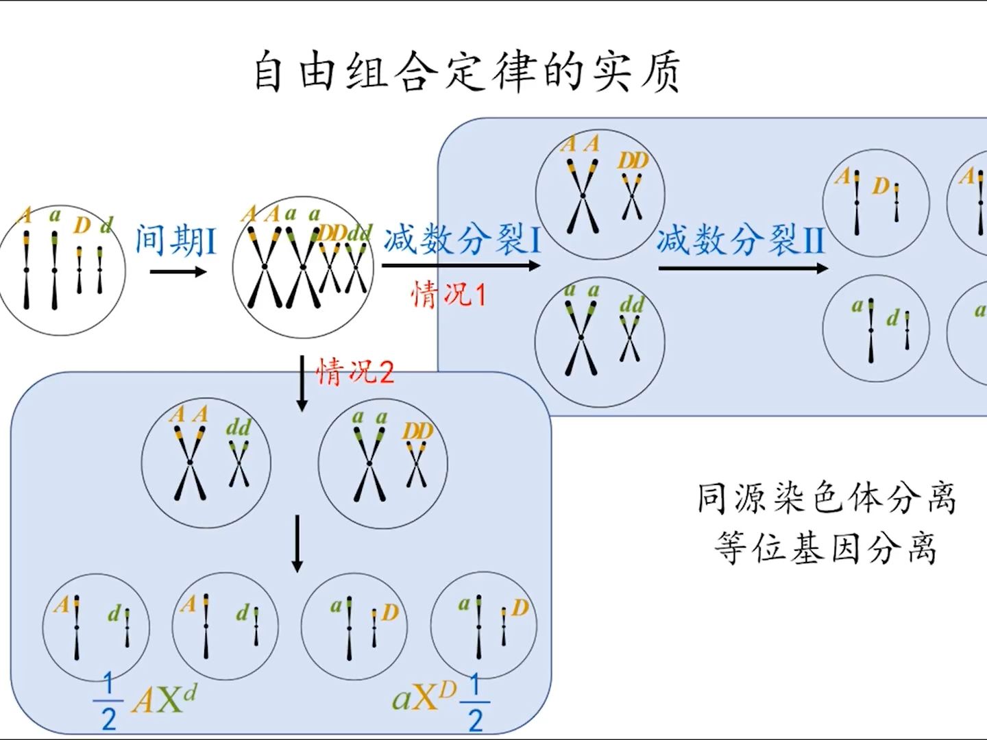 自由组合定律的实质
