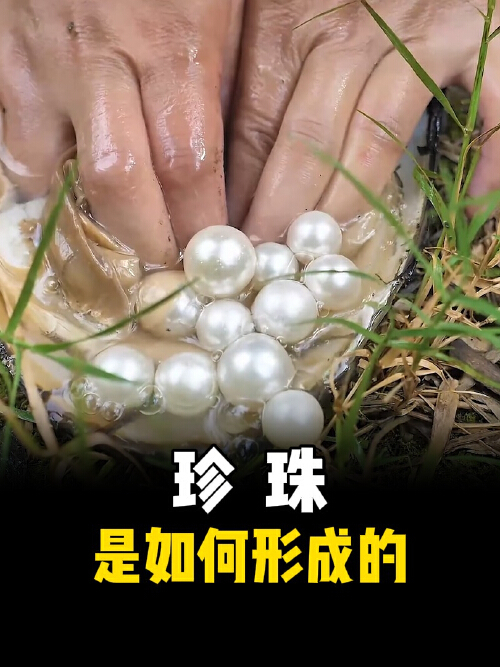 珍珠是如何形成的?一定要看到最后