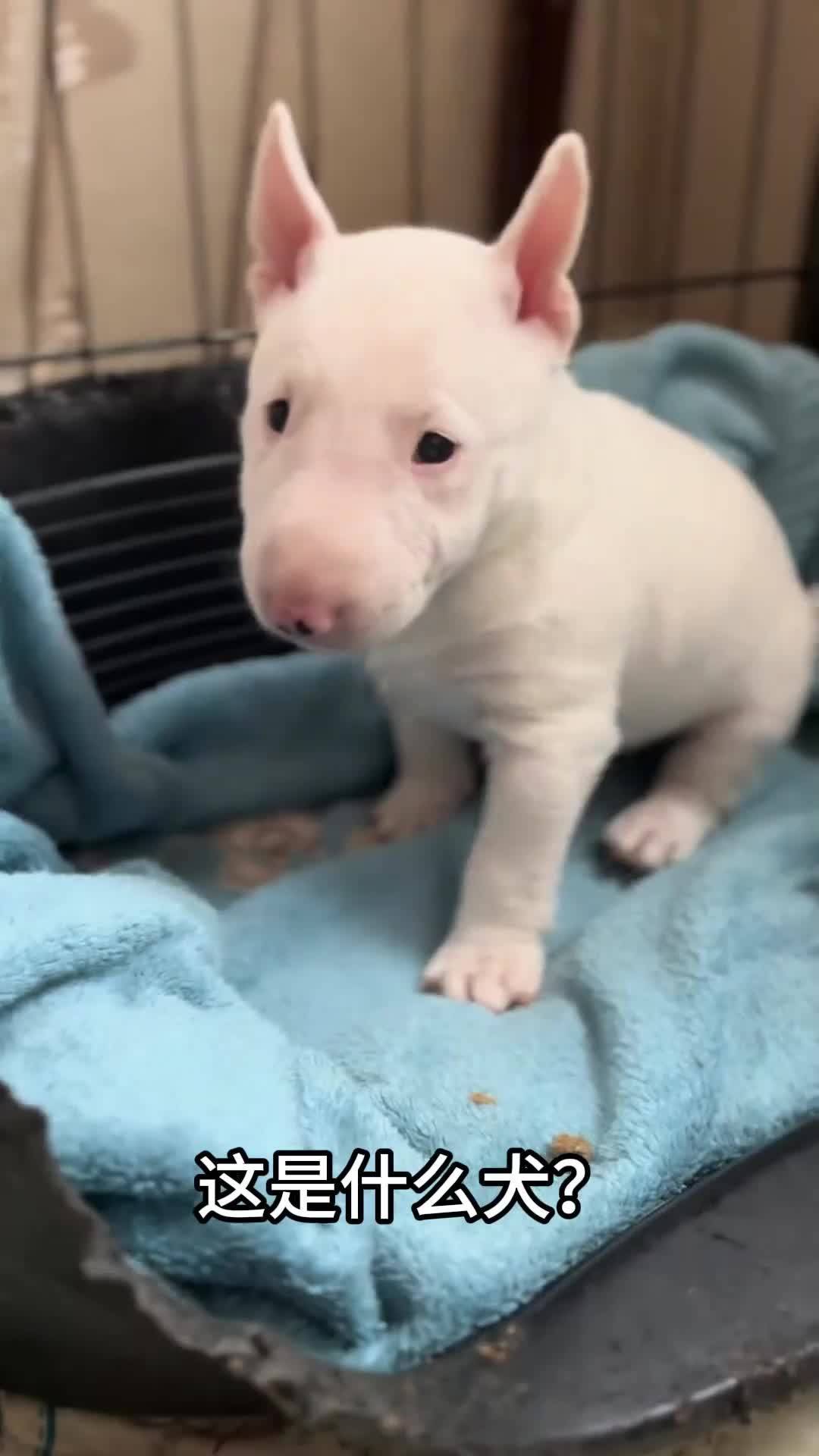 宠物:猴哥带你认识15种狗!