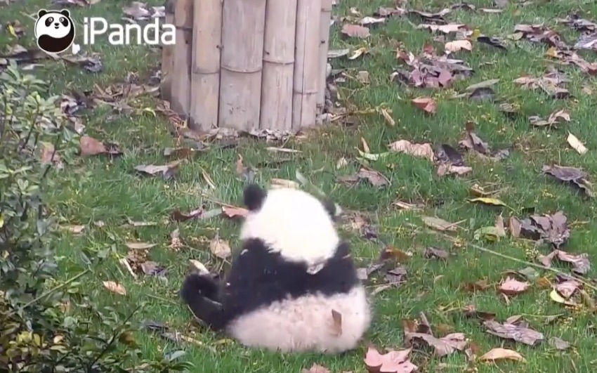 【熊猫】熊猫搞笑视频合集3